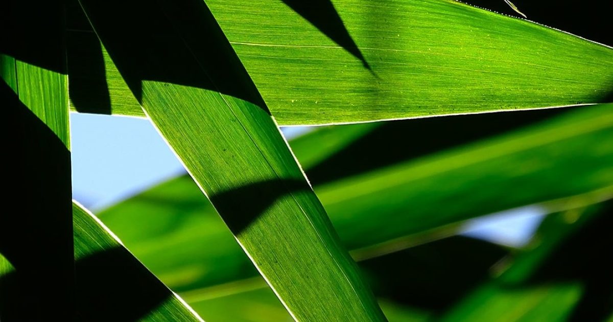 Talents & Personality: How Genetics Intervene | Adnà